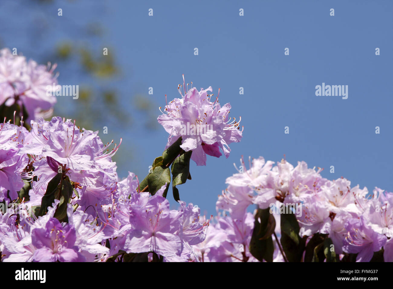 Colourful flowers against a blue sky Stock Photo - Alamy