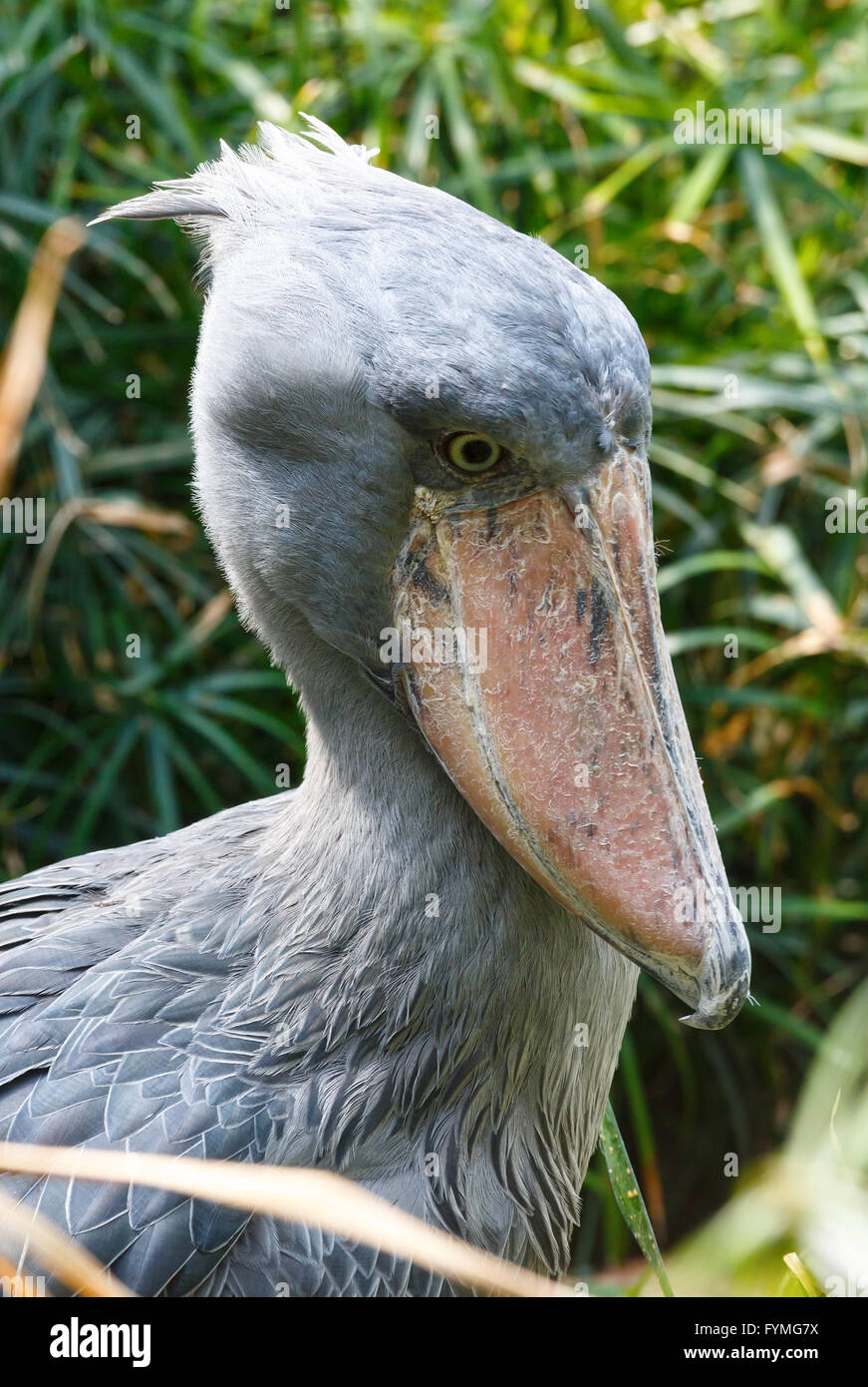 The shoebill closeup Stock Photo - Alamy