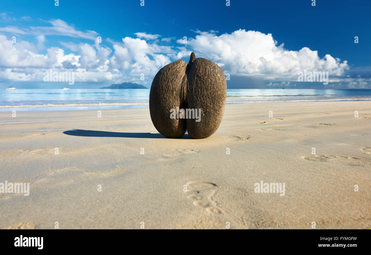 Rare coconuts hi-res stock photography and images - Alamy