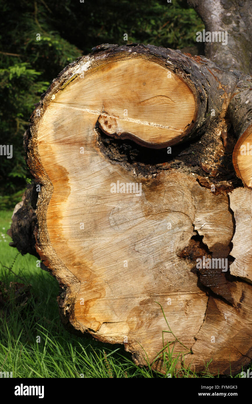 Old felled tree Stock Photo - Alamy