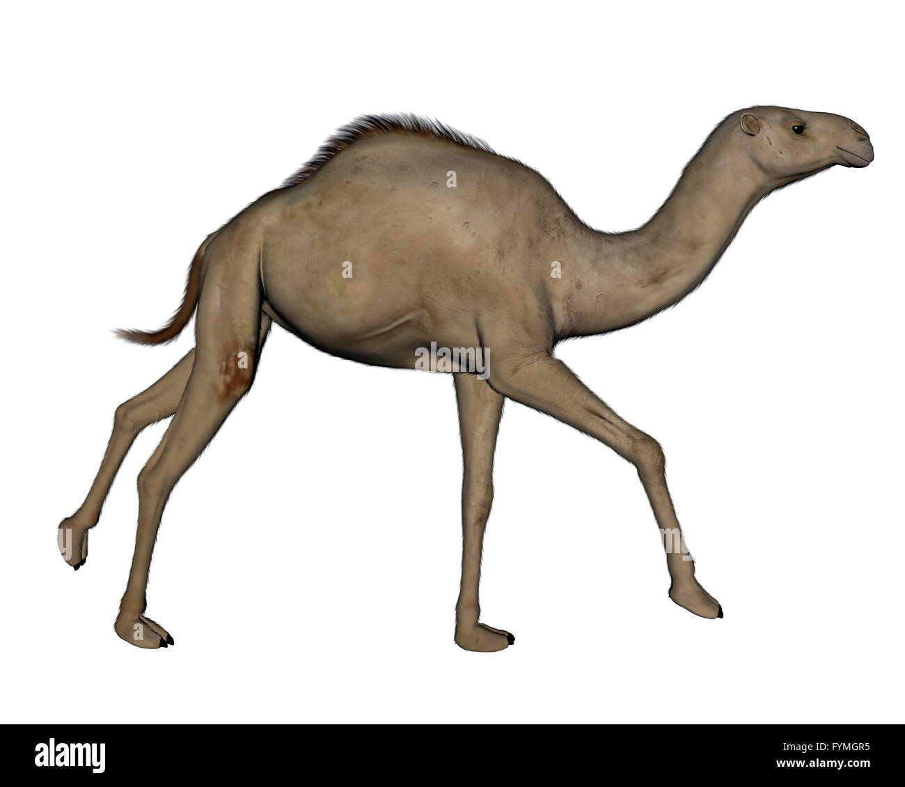 Camel running - 3D render Stock Photo - Alamy