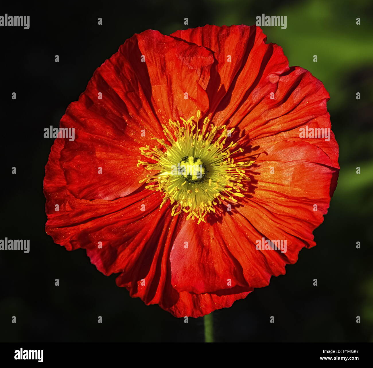 Spring fever red iceland poppy, papaver nudicaule Stock Photo - Alamy