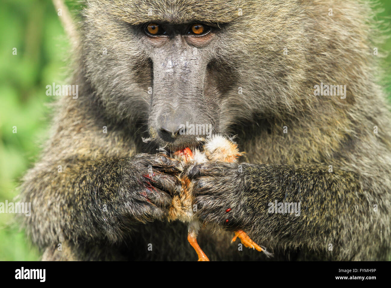olive baboon catch small bird for food Stock Photo - Alamy