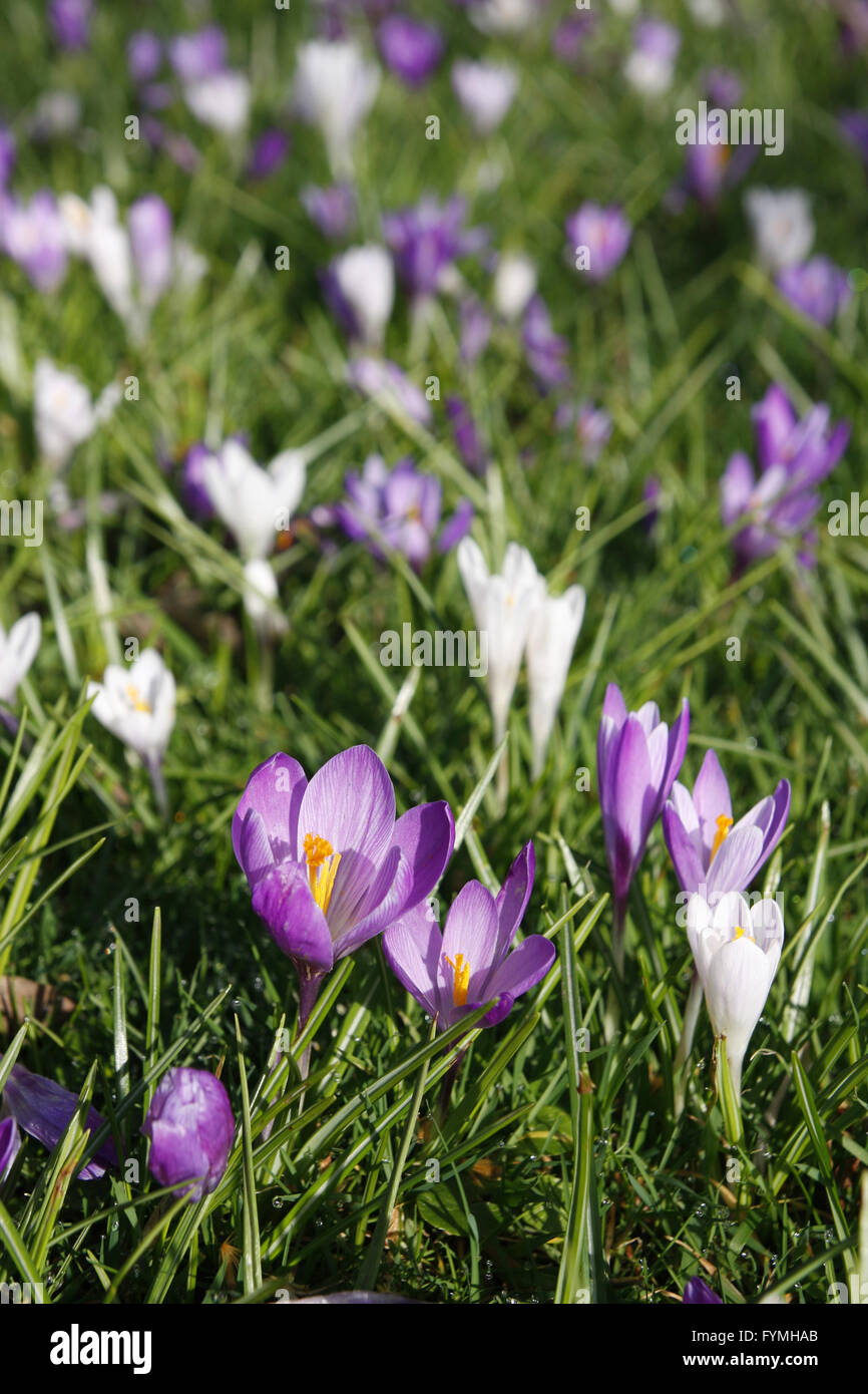 Colourful Spring flowers Stock Photo - Alamy