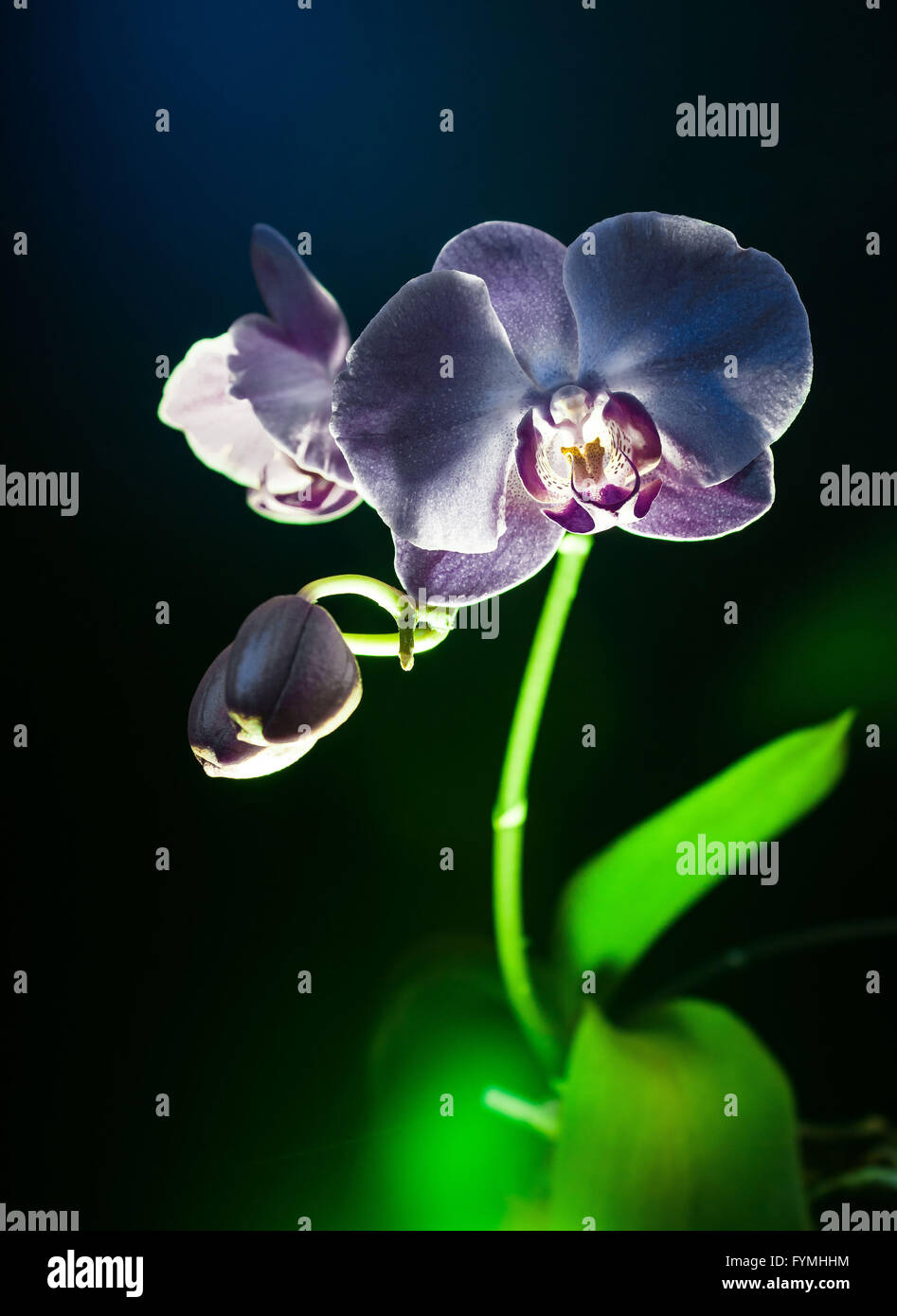 Vertical effect hi-res stock photography and images - Alamy