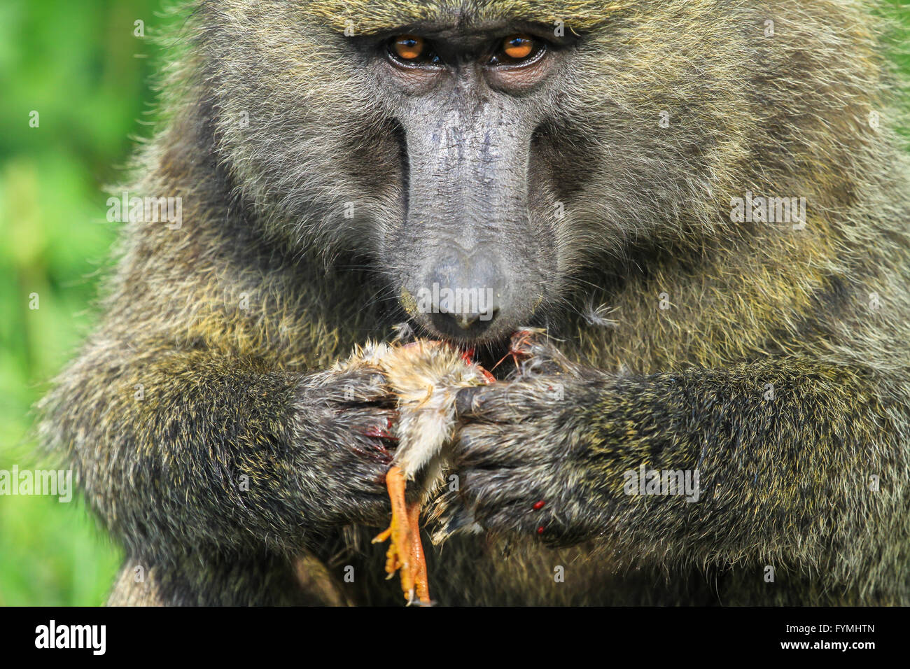 Baboon bird hi-res stock photography and images - Alamy