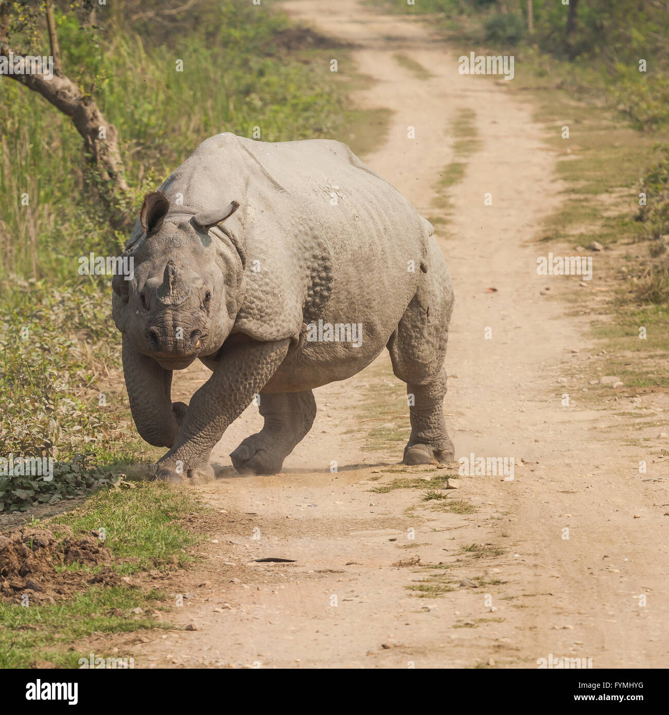 angry indian rhinoceros charged in wild Stock Photo - Alamy