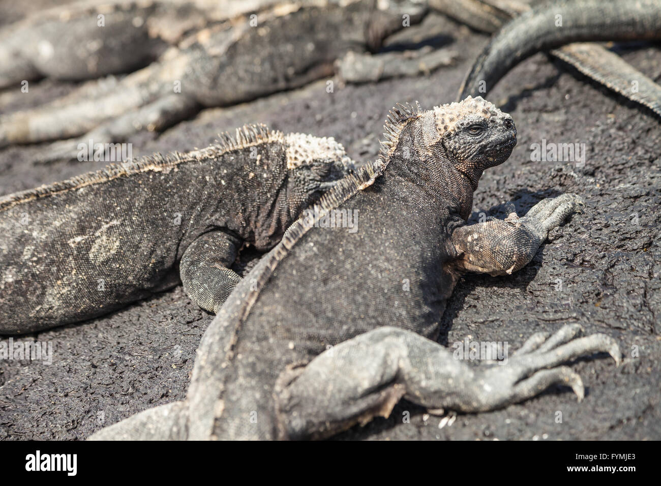 marine iguana in galapagos island Stock Photo - Alamy