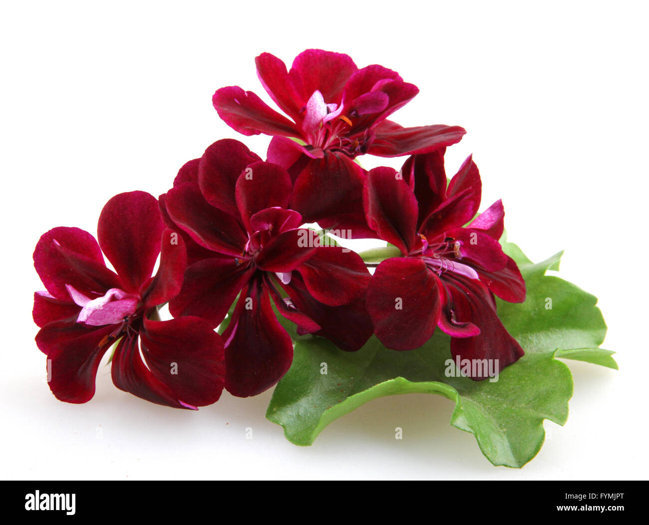 Pelargoniums Geranium Cut Out Stock Images & Pictures - Alamy