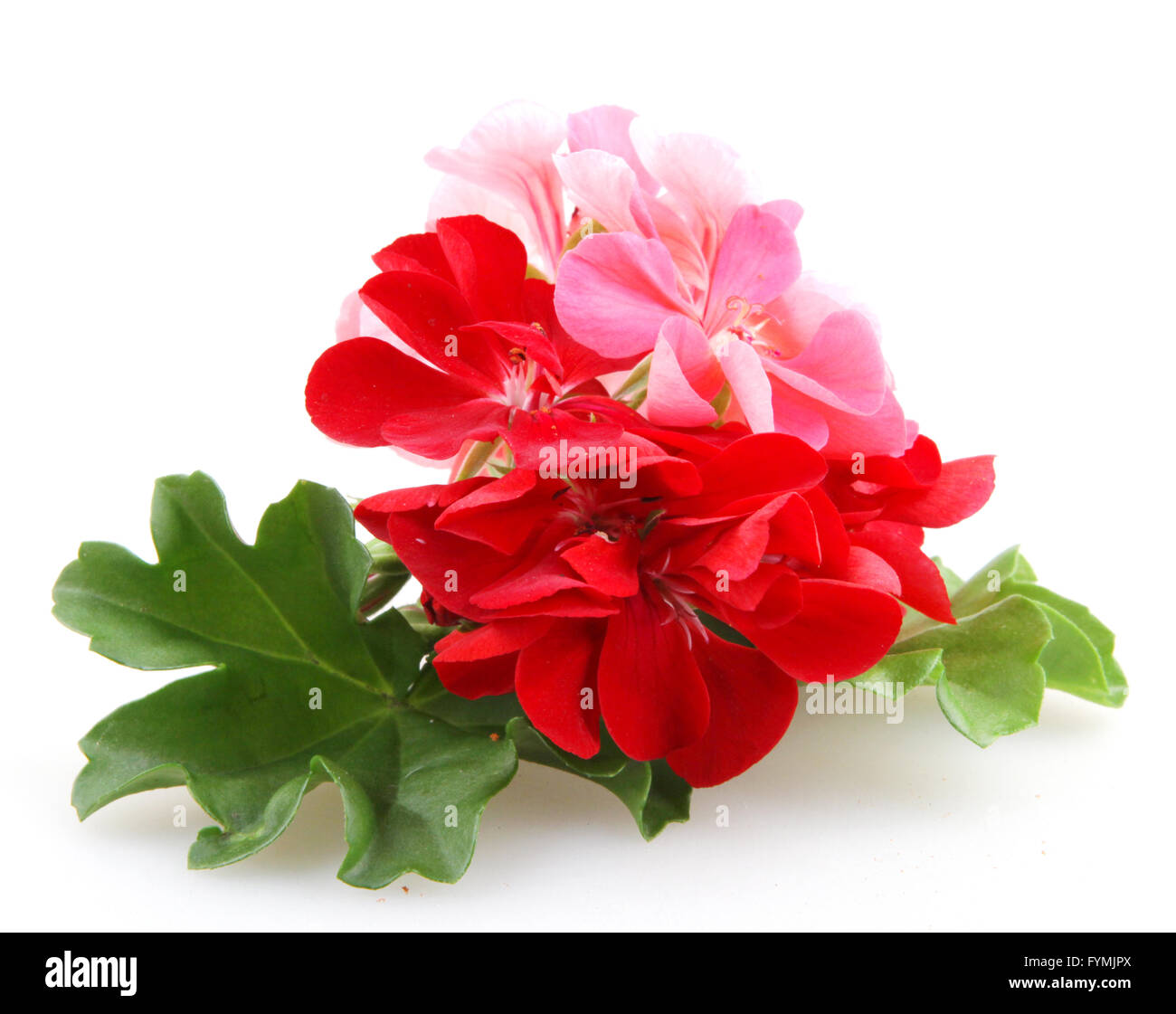 Geranium detail Cut Out Stock Images & Pictures - Alamy