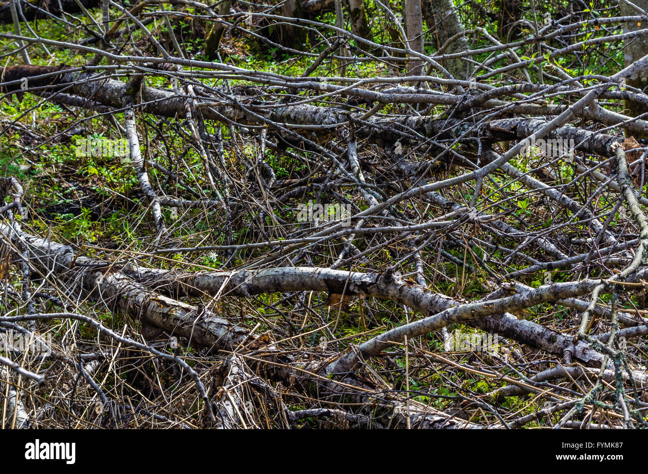 Closeup trees hi-res stock photography and images - Alamy