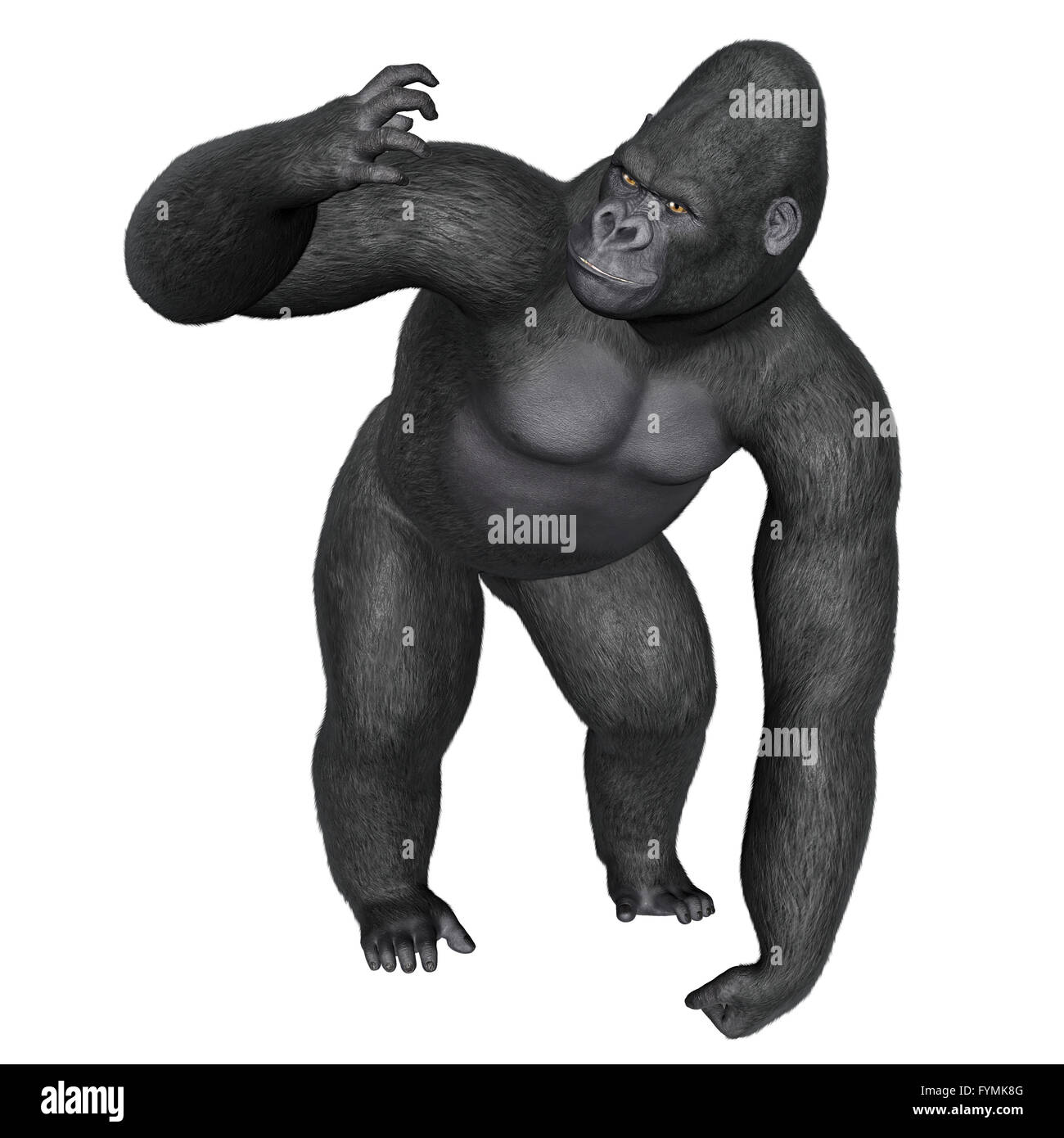 Silverback Gorilla Teeth High Resolution Stock Photography and Images ...