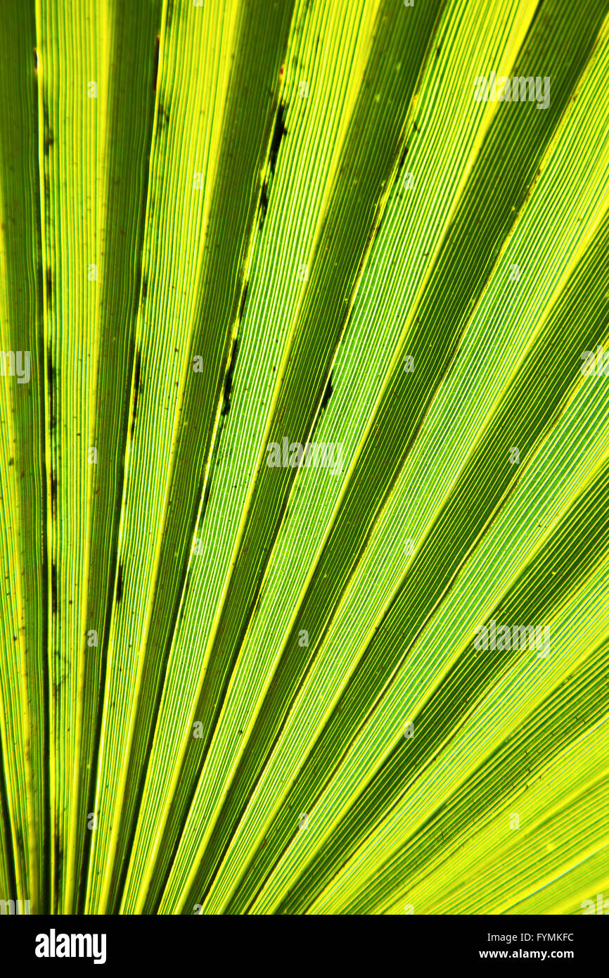 abstract green leaf Stock Photo - Alamy
