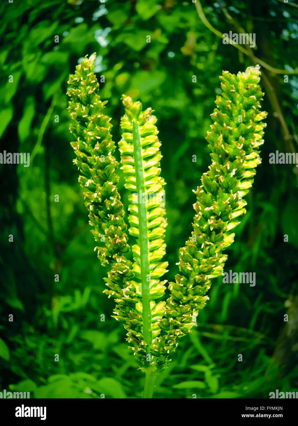 Finger millet hi-res stock photography and images - Alamy
