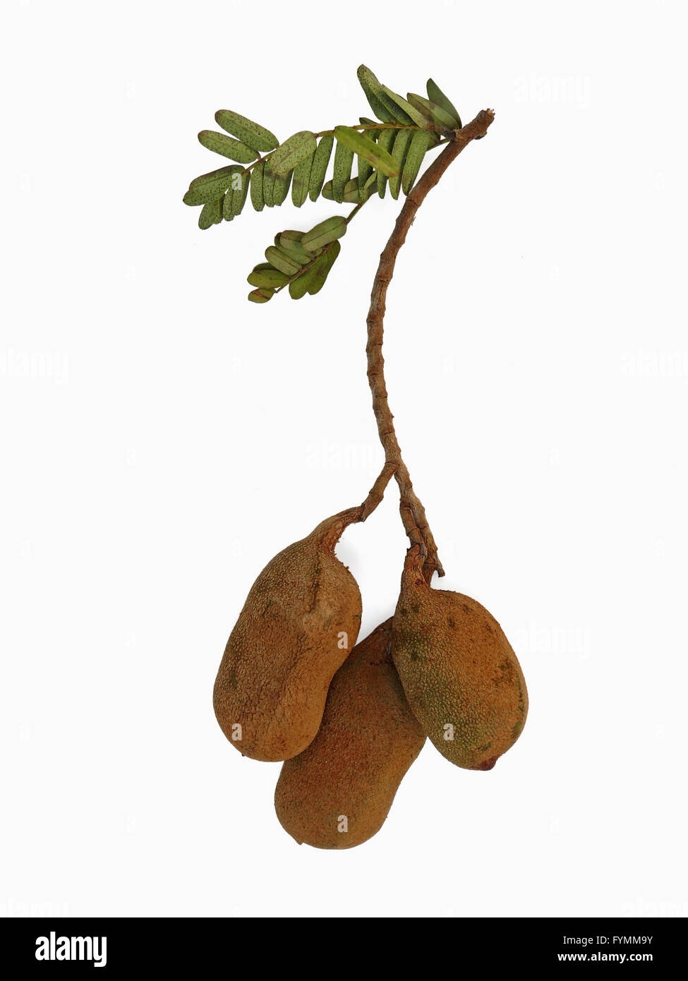Tamarind, Tamarindus Indica Stock Photo - Alamy