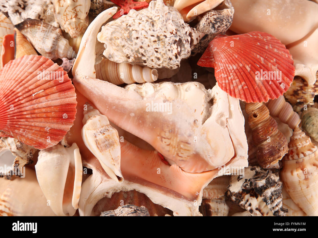 variety of seashells abstract background Stock Photo - Alamy