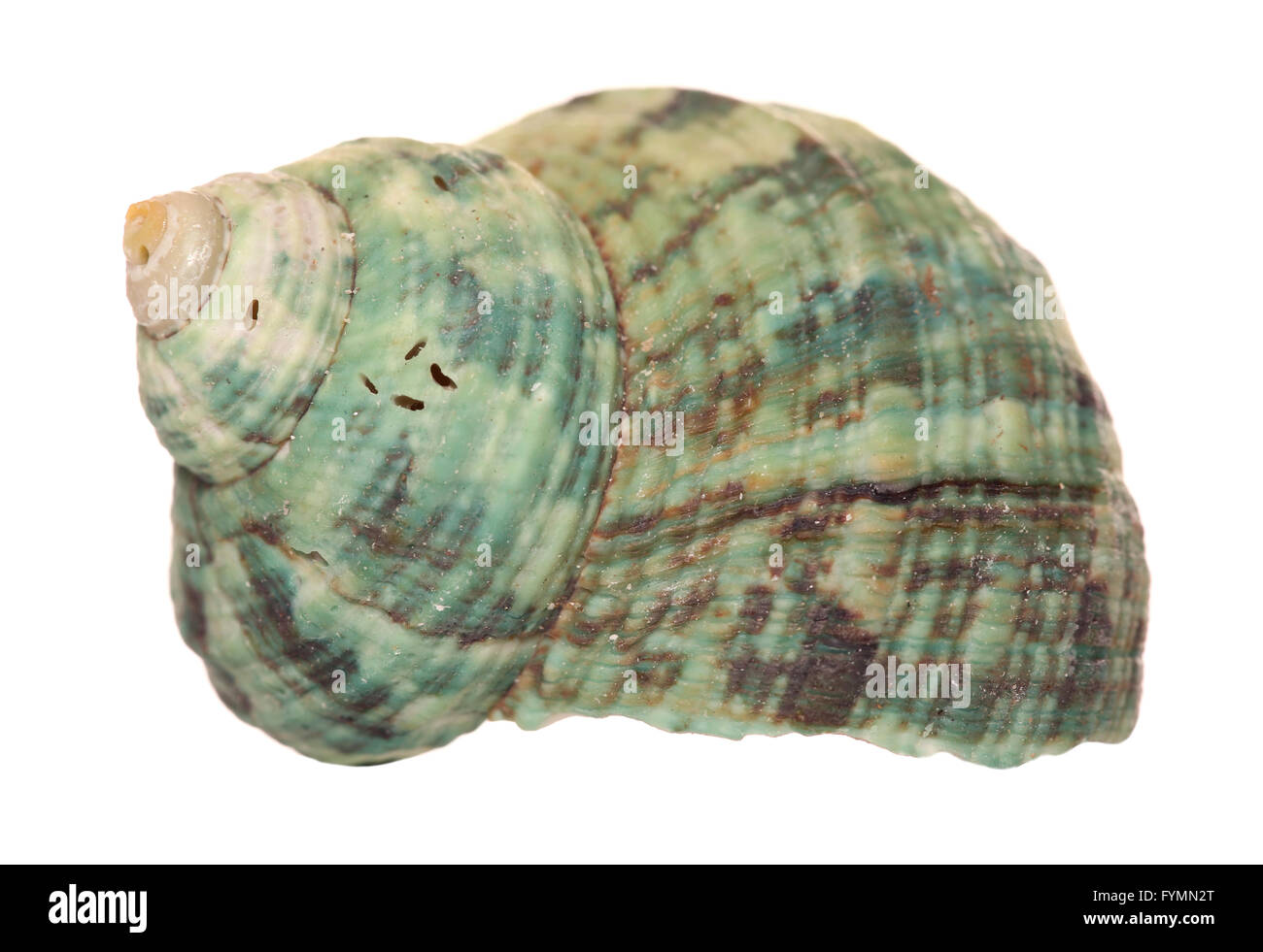 green seashell cutout on white background Stock Photo - Alamy