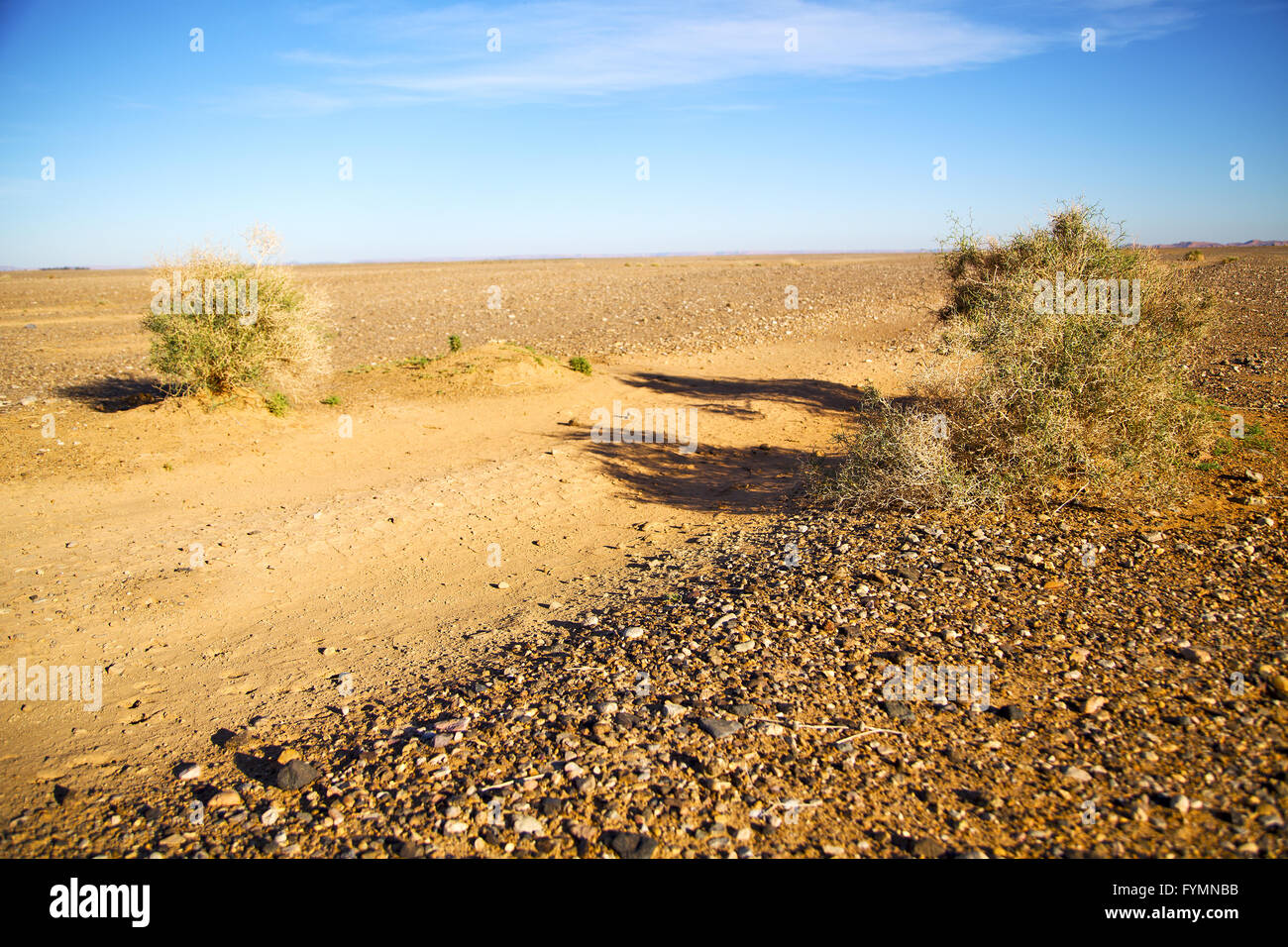 bush in the desert sahara africa Stock Photo - Alamy
