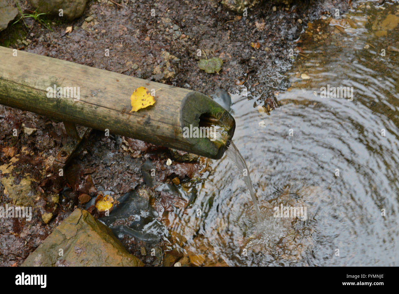 Rotmain hi-res stock photography and images - Alamy