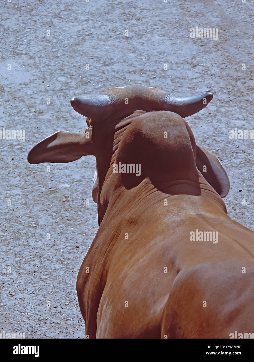 Cow bum hi-res stock photography and images - Alamy