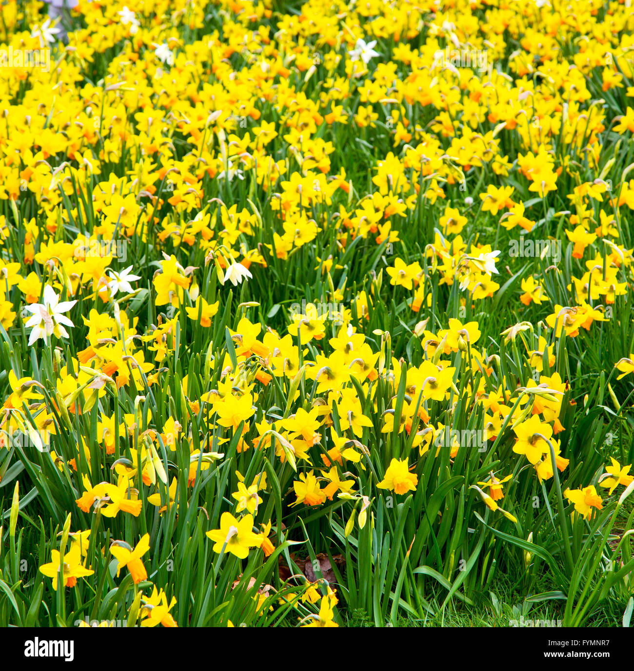 white in london yellow flower field nature and spring Stock Photo - Alamy