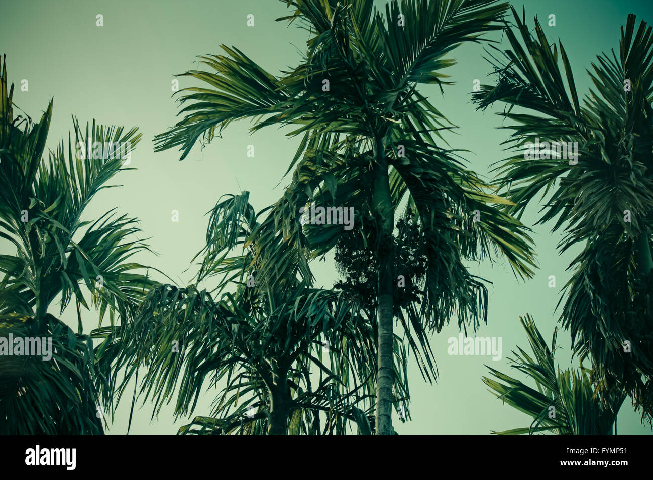 Areca catechu hi-res stock photography and images - Alamy