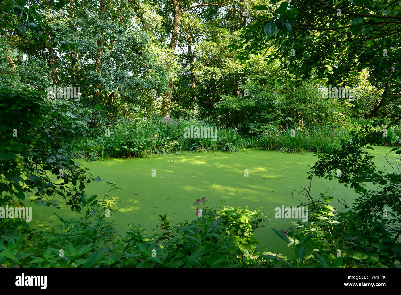cut-off meander, river Main, Bavaria, Germany Stock Photo - Alamy