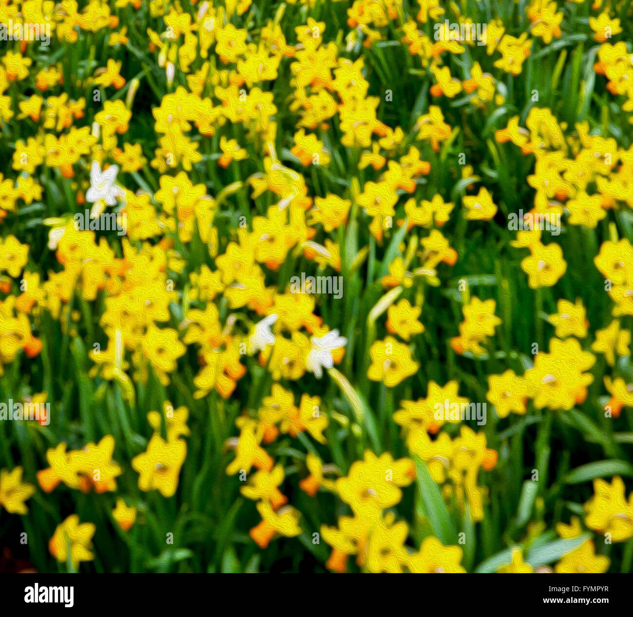 in london yellow flower field nature and spring Stock Photo - Alamy