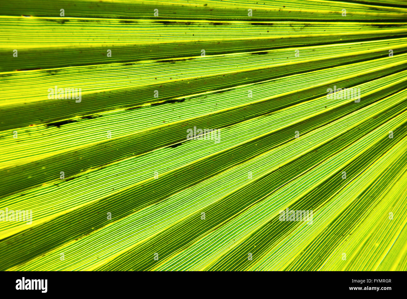 abstract green leaf Stock Photo - Alamy