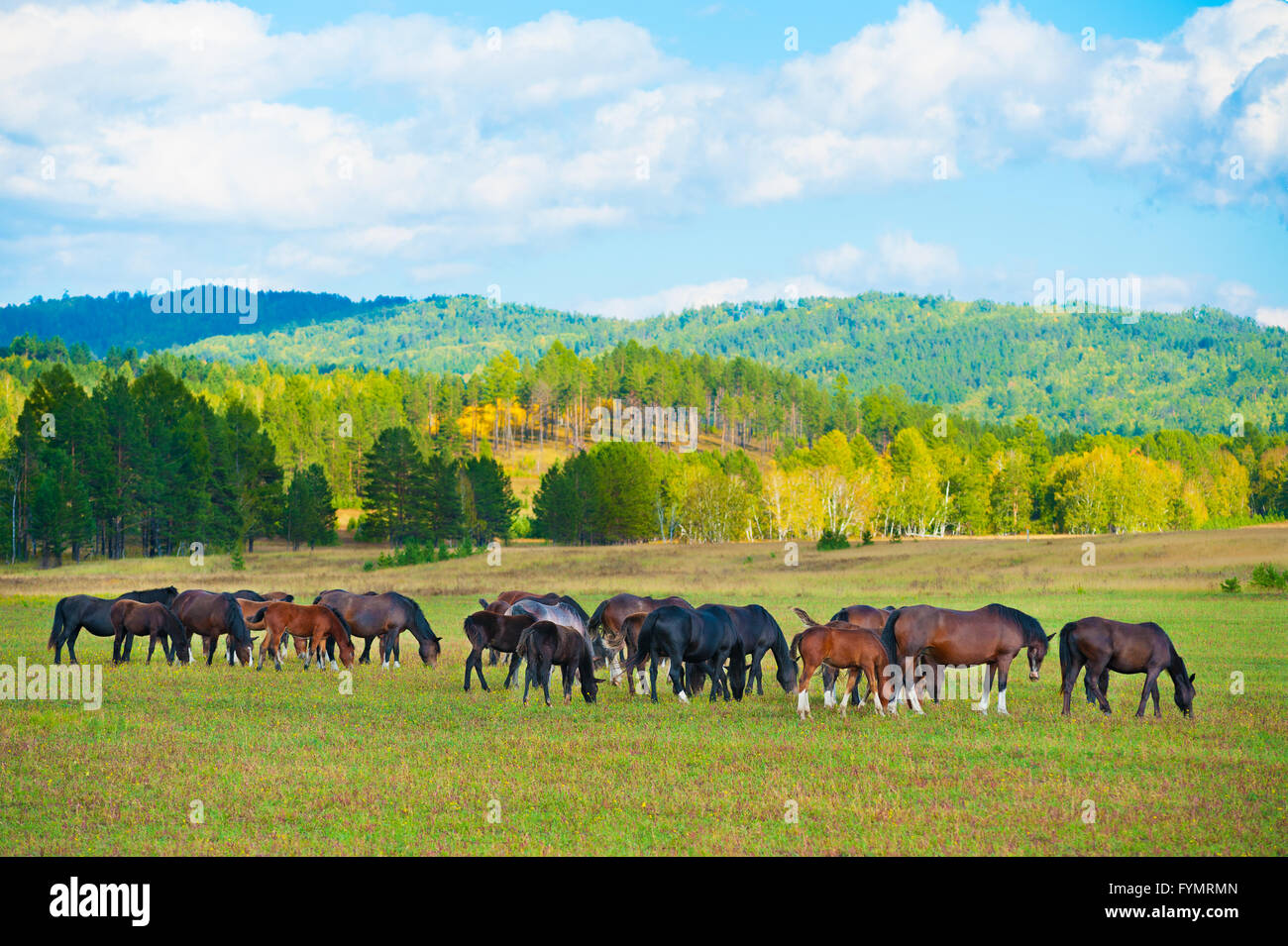 grazing horses at pasture Stock Photo - Alamy