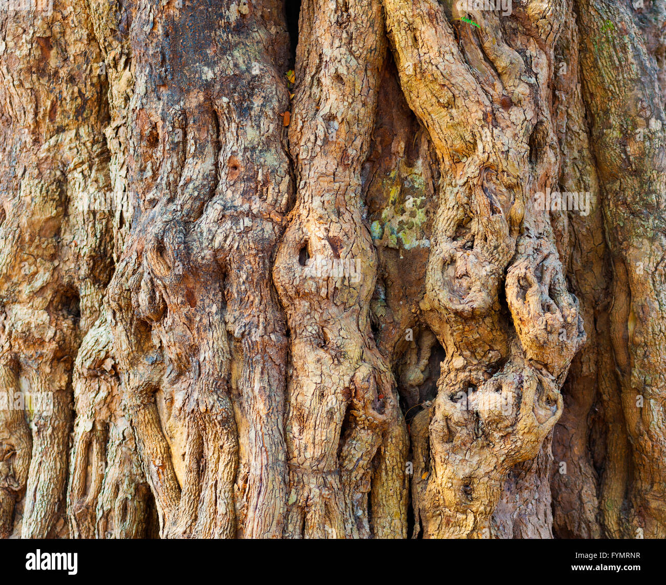 Knotty tree hi-res stock photography and images - Alamy
