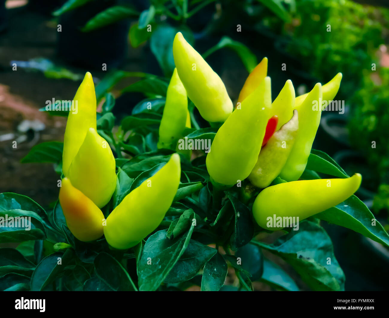 Plant Of Common Chili High Resolution Stock Photography and Images - Alamy