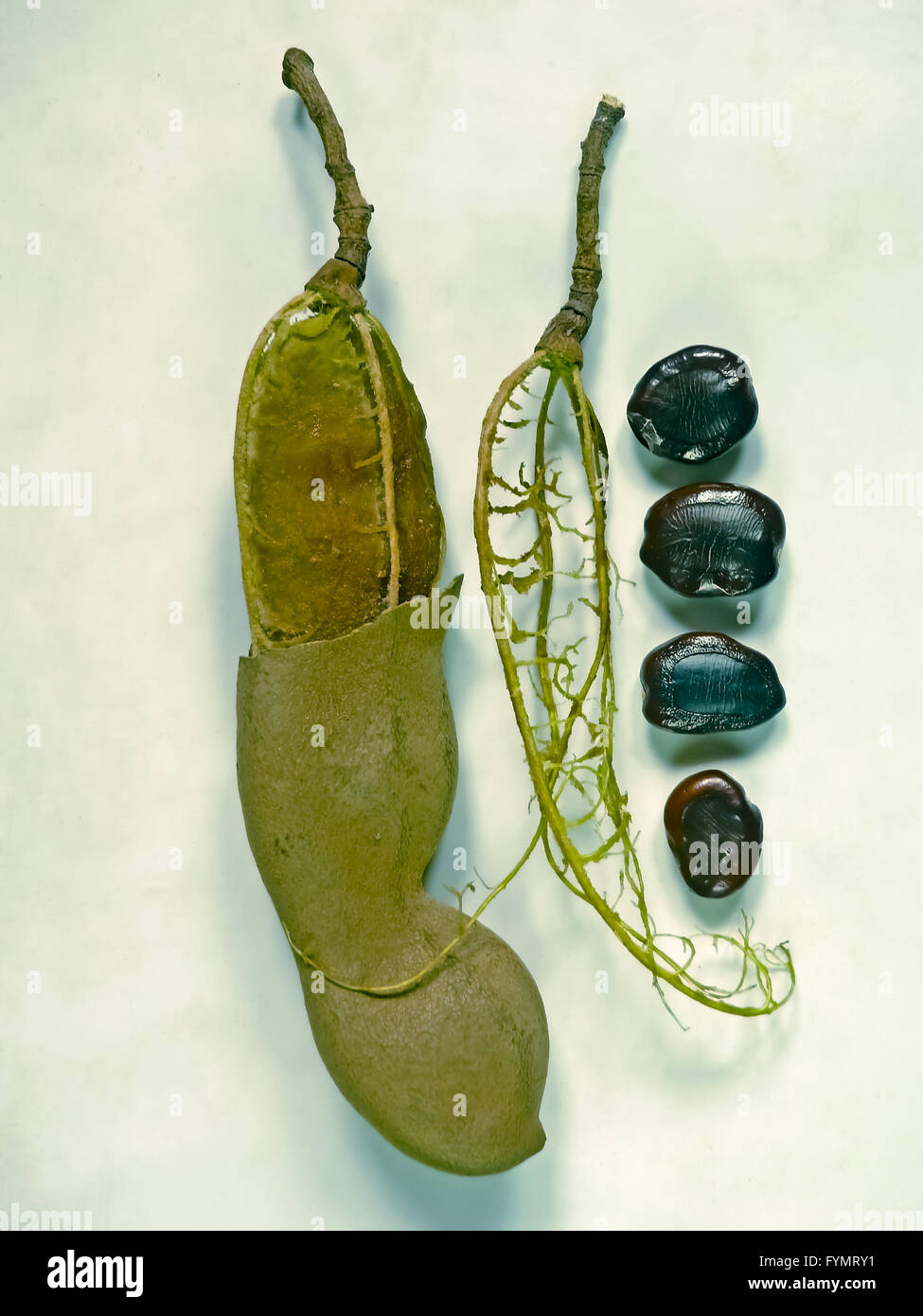 Tamarind, Tamarindus Indica Stock Photo - Alamy