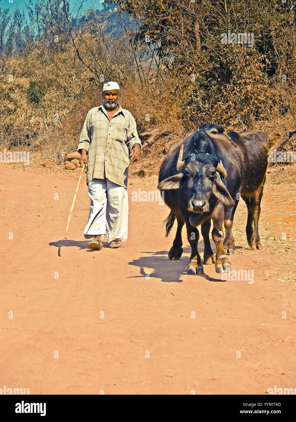 Female cape buffalos syncerus hi-res stock photography and images - Alamy