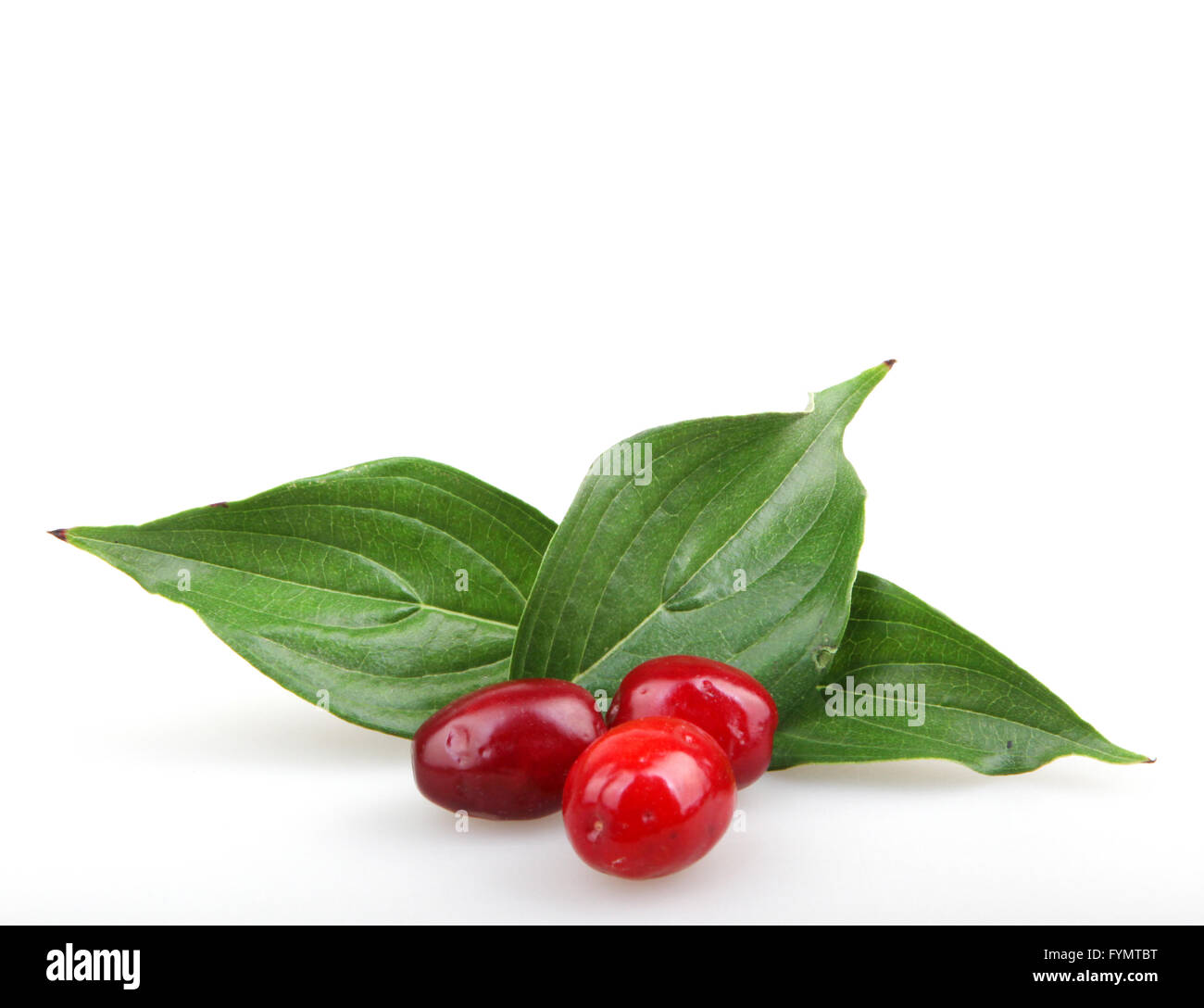 Cornus mas summer hi-res stock photography and images - Alamy