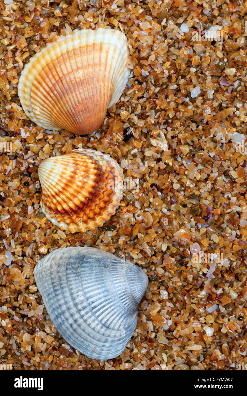 Three seashell on sand in sun day. Top view Stock Photo - Alamy