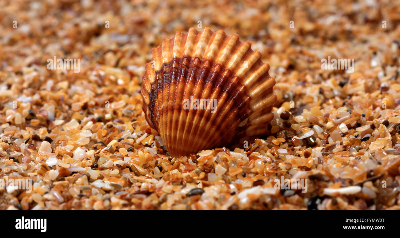 Seashell day hi-res stock photography and images - Alamy