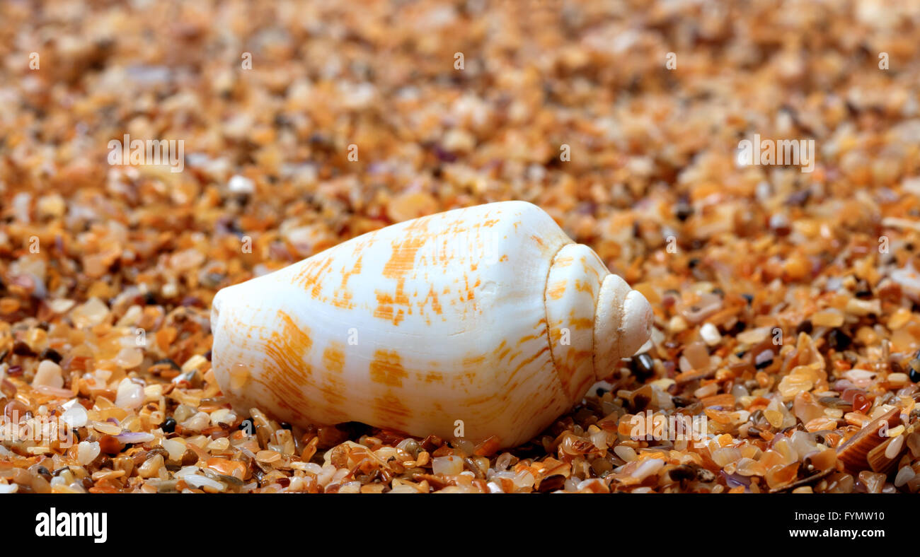 Cone snail shell hi-res stock photography and images - Alamy