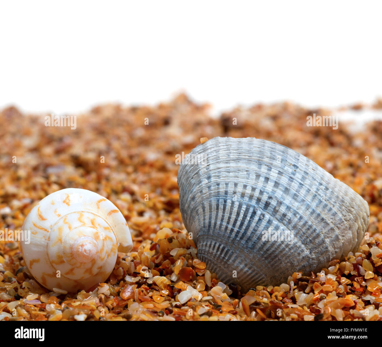 Two seashell on sand and white background with copy space Stock Photo ...