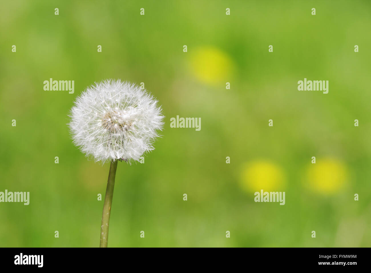 Single dandelion against a green background Stock Photo - Alamy