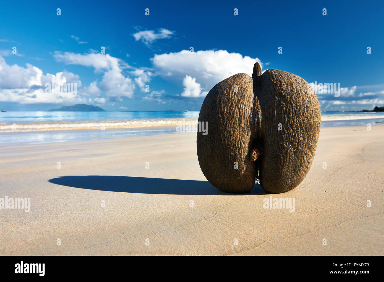 Sea's coconuts (coco de mer) on beach at Seychelles Stock Photo - Alamy