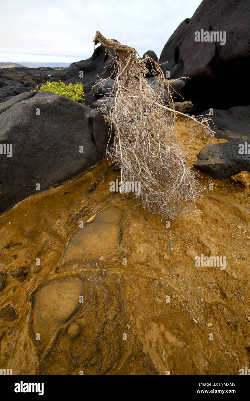 flower branch abstract pond water coastline Stock Photo - Alamy