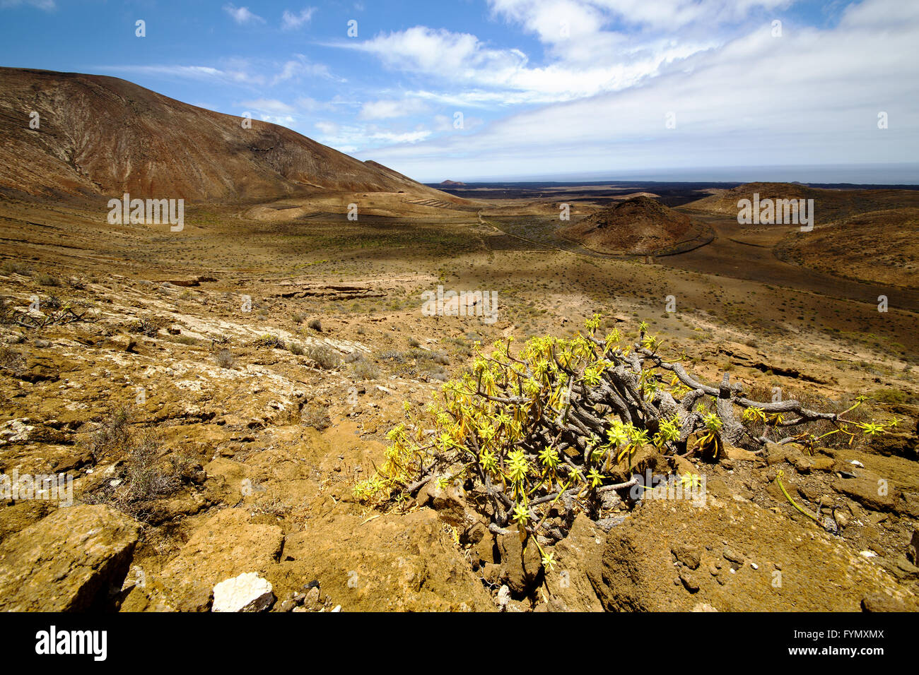 in los volcanes volcanic plant flower Stock Photo - Alamy