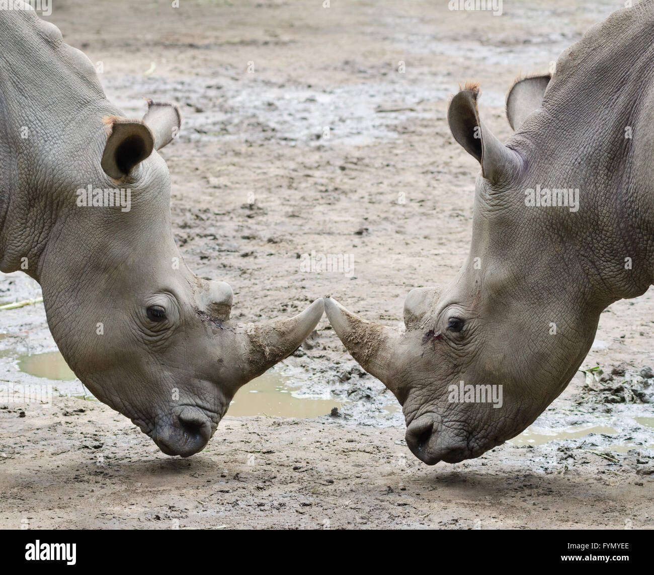 Angry rhino hi-res stock photography and images - Alamy