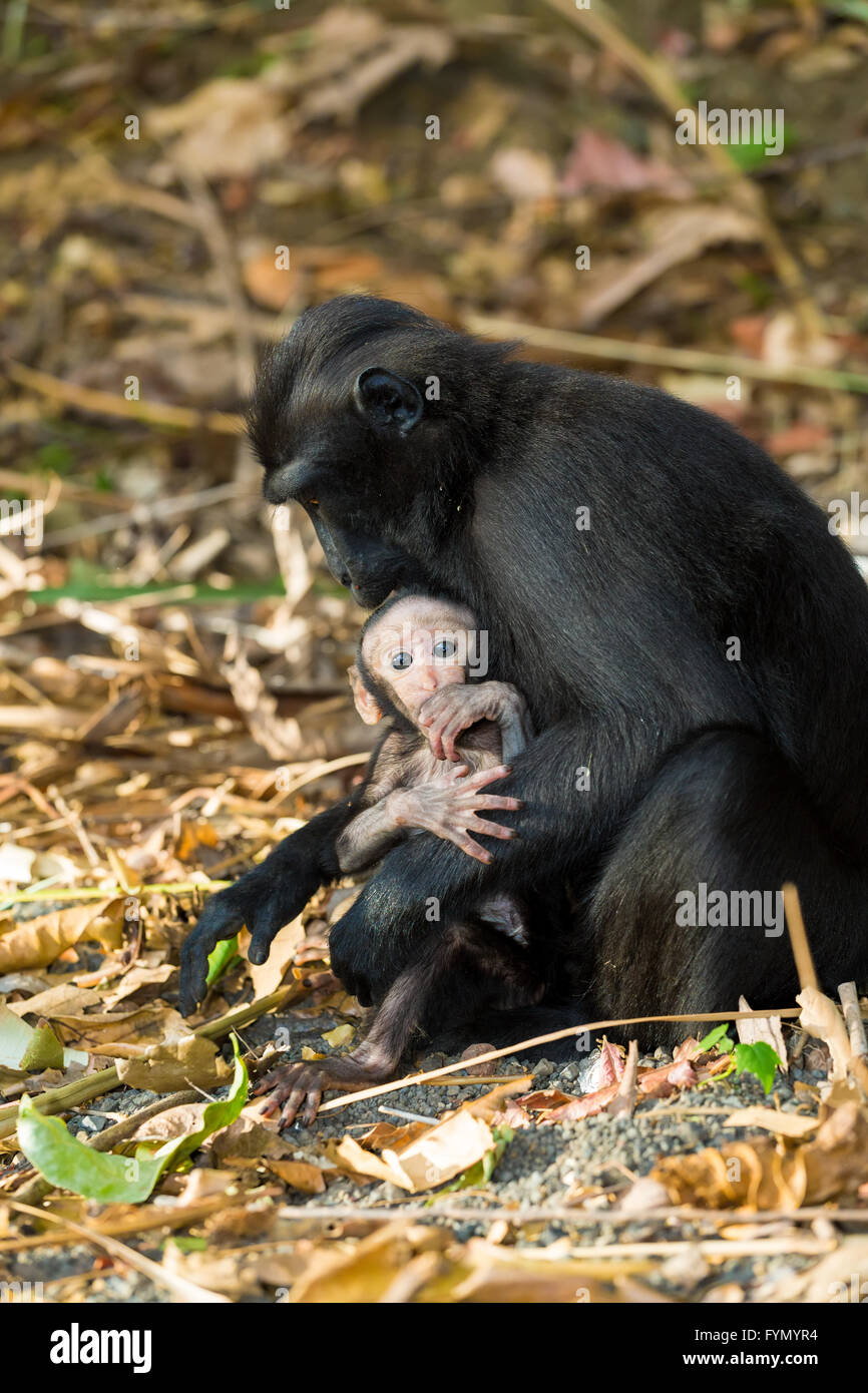 portrait of Ape Monkey Celebes with small baby Sulawesi crested black ...
