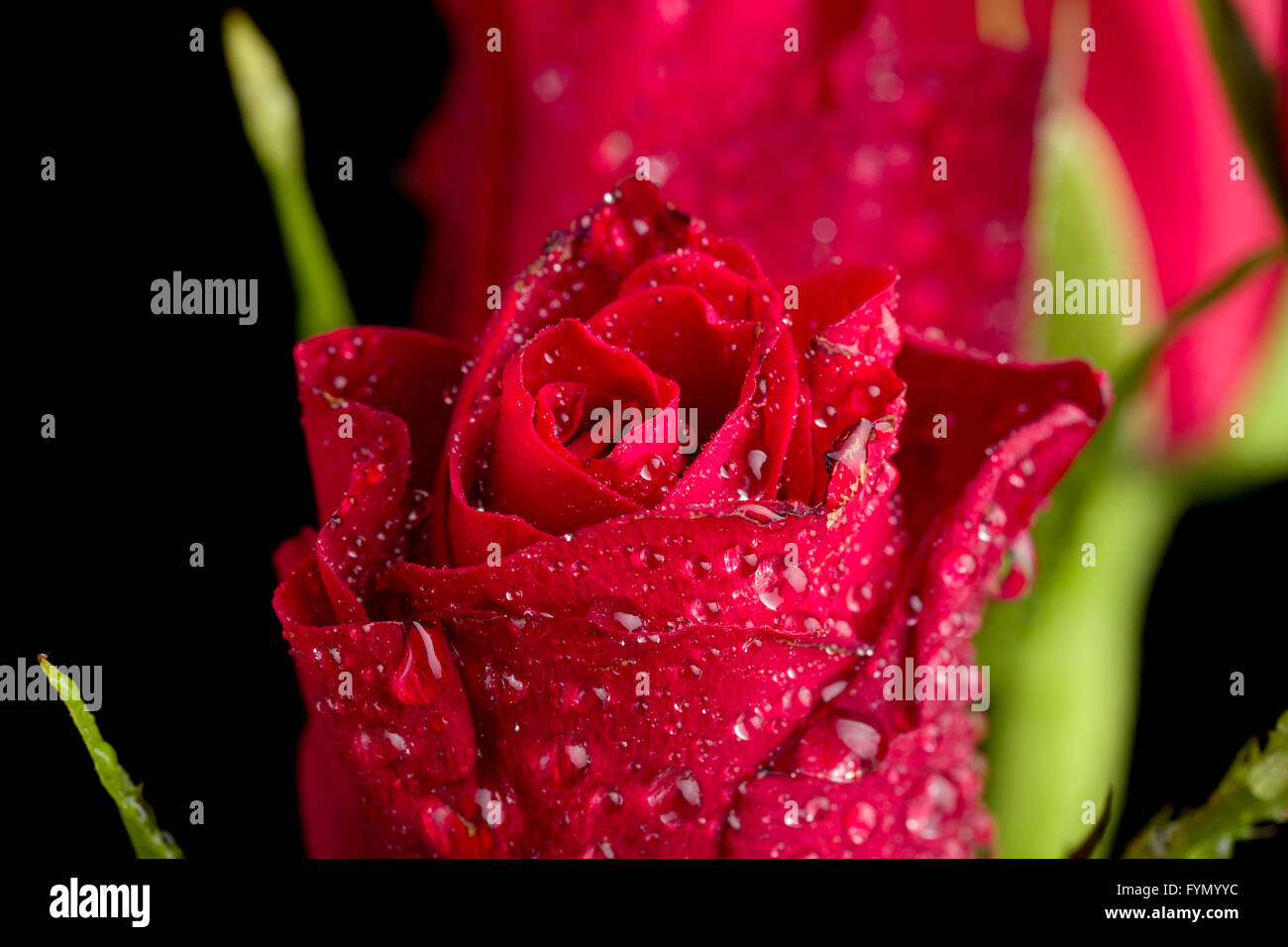 detail of fresh red roses in vase with water drops on back background ...