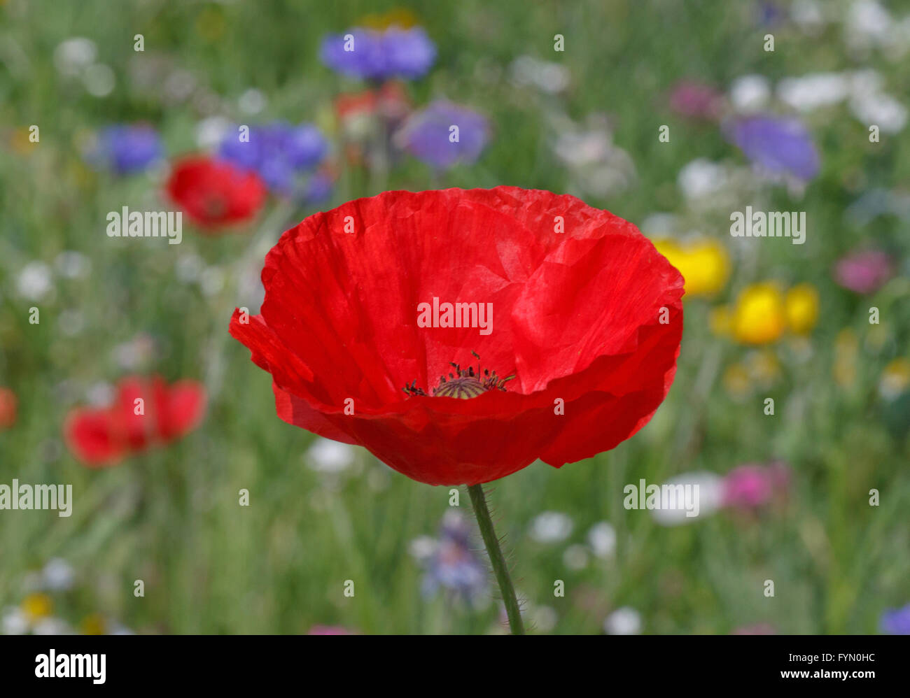 Garden red poppy hi-res stock photography and images - Alamy
