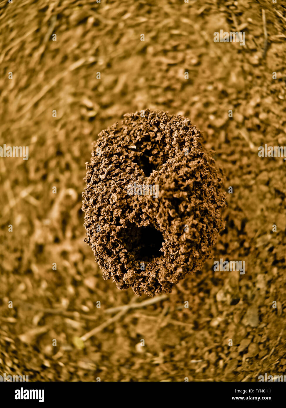 Nest of Common Red ants Stock Photo - Alamy