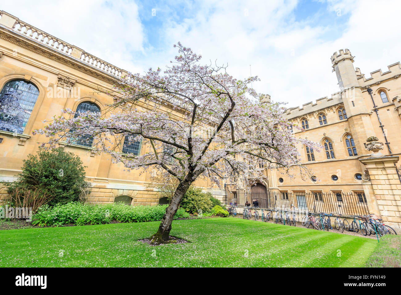 Cambridge university tree hi-res stock photography and images - Alamy
