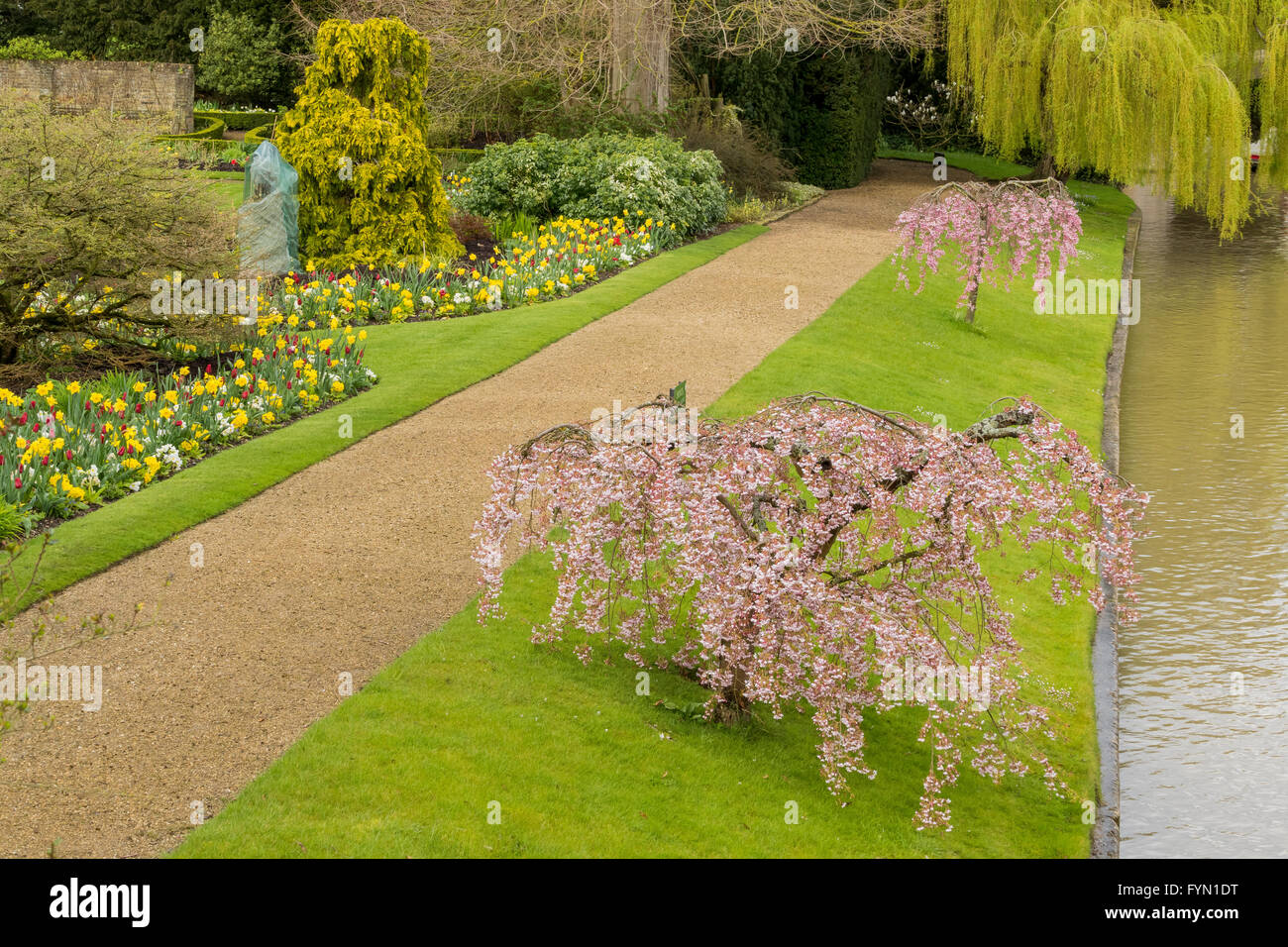 Blossom cambridge uk hi-res stock photography and images - Alamy